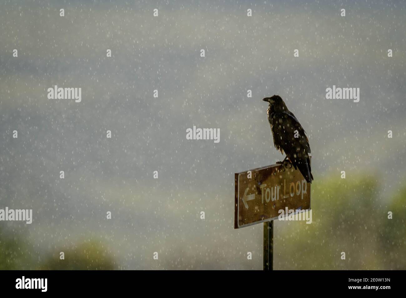 Common Raven in a rain storm, Bosque del Apache National Wildlife ...