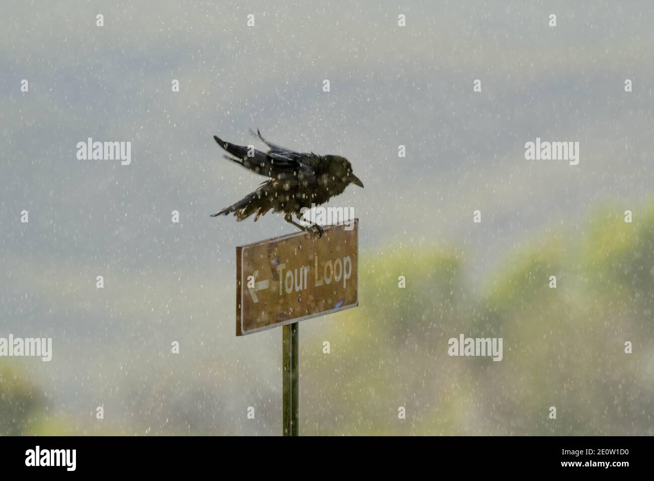 Common Raven in a rain storm, Bosque del Apache National Wildlife ...