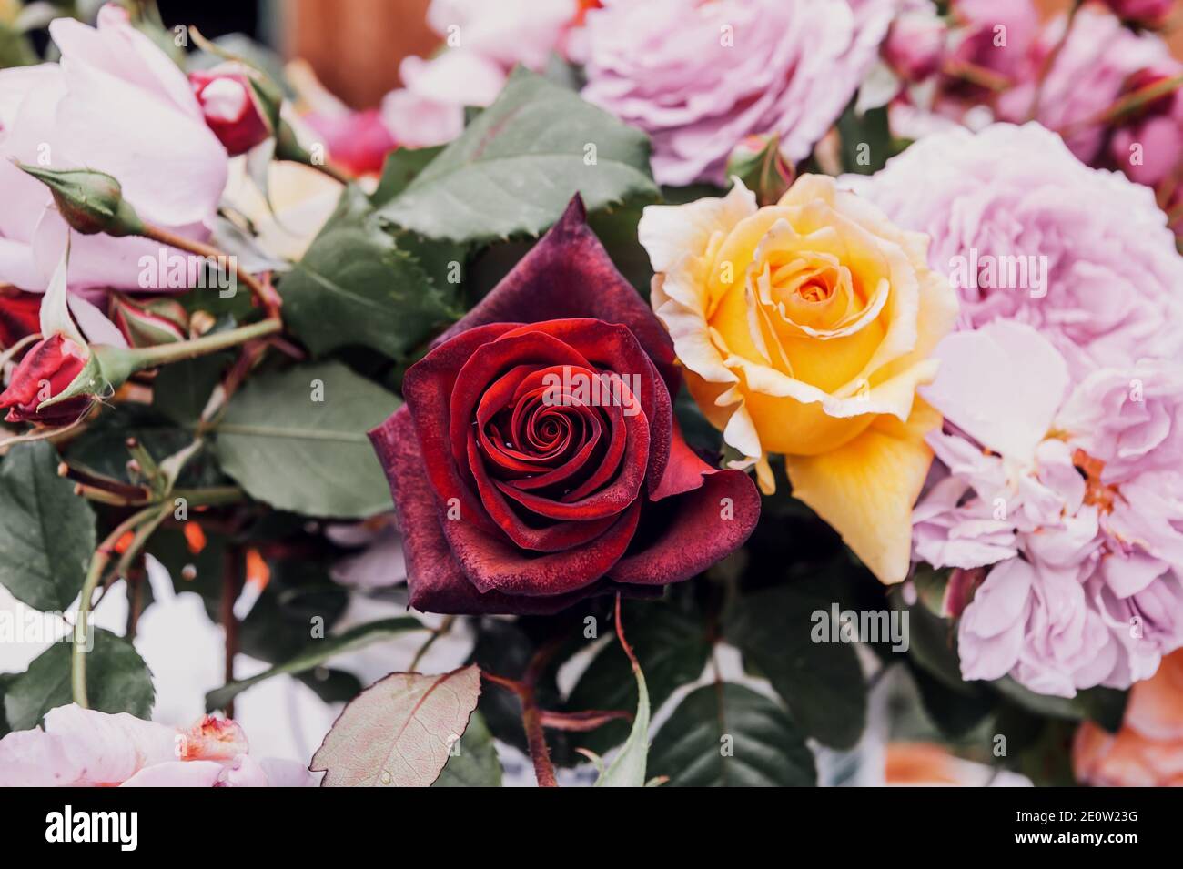 Old vintage peony wallpaper hi-res stock photography and images - Alamy