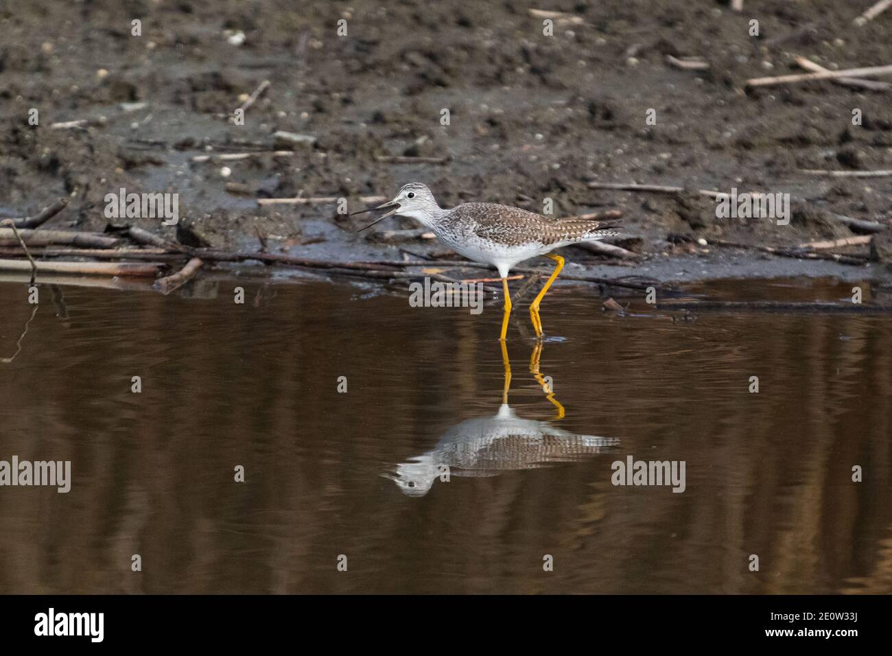 A Greater Yellow Legs Wading on a lake shore of Grant Lake Stock Photo ...