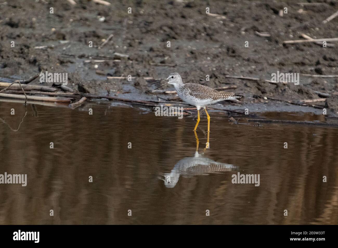 A Greater Yellow Legs Wading on a lake shore of Grant Lake Stock Photo ...