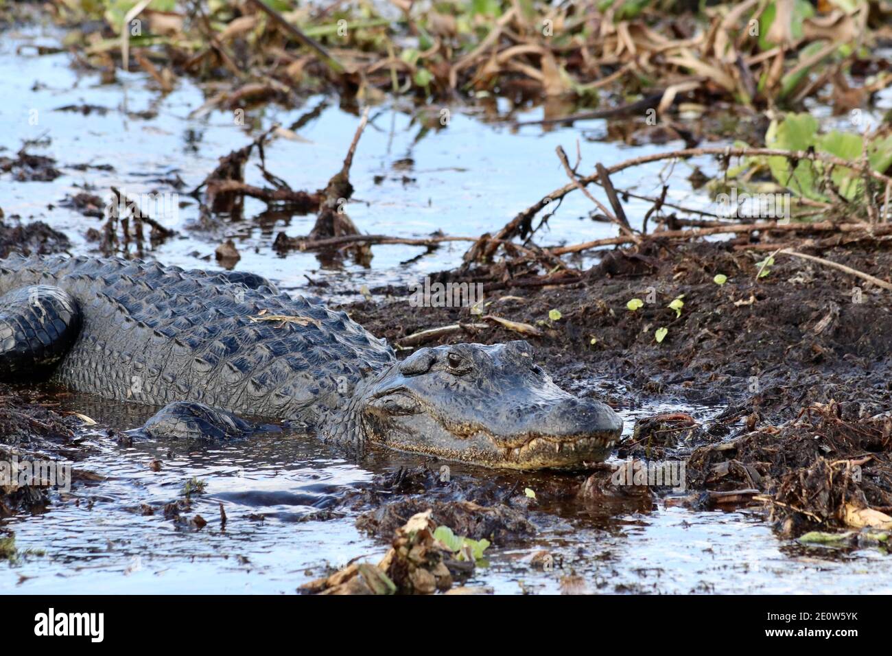 Alligator spikes hi-res stock photography and images - Alamy