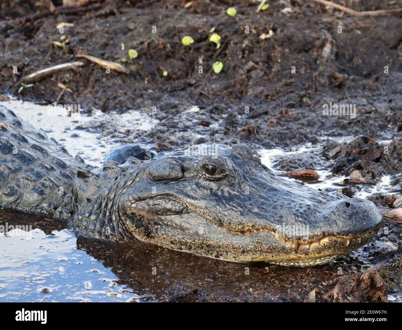 Alligator in water hi-res stock photography and images - Alamy