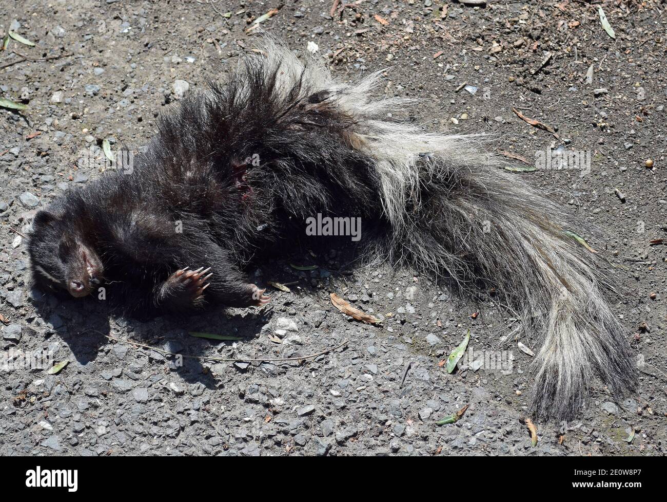 Striped skunk city hi-res stock photography and images - Alamy