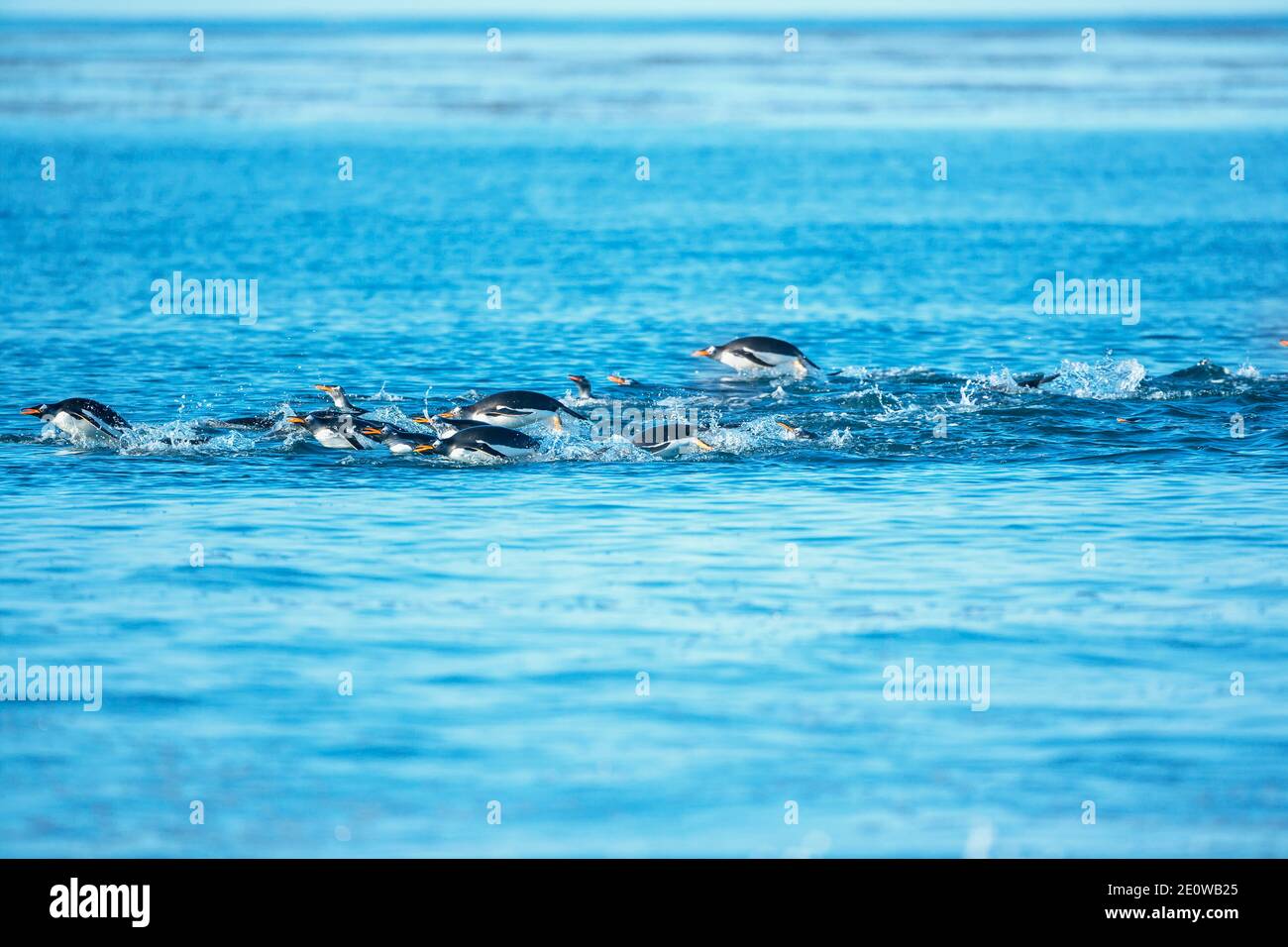 Gentoo penguins (Pygocelis papua papua) swimming, Sea Lion Island ...