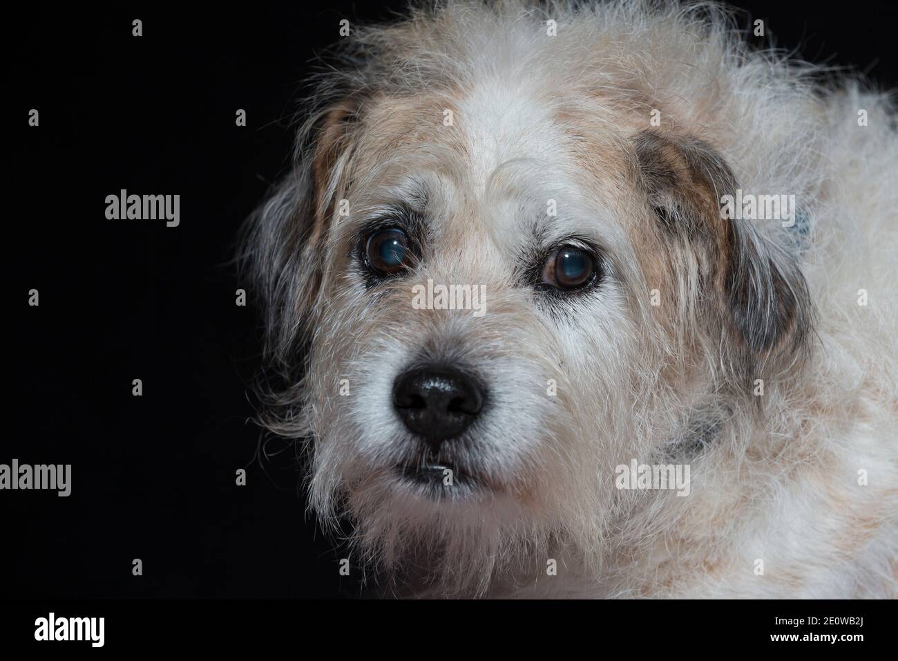 Portrait Of A Mixed Race Dog In The Studio In Front Of Black Background ...