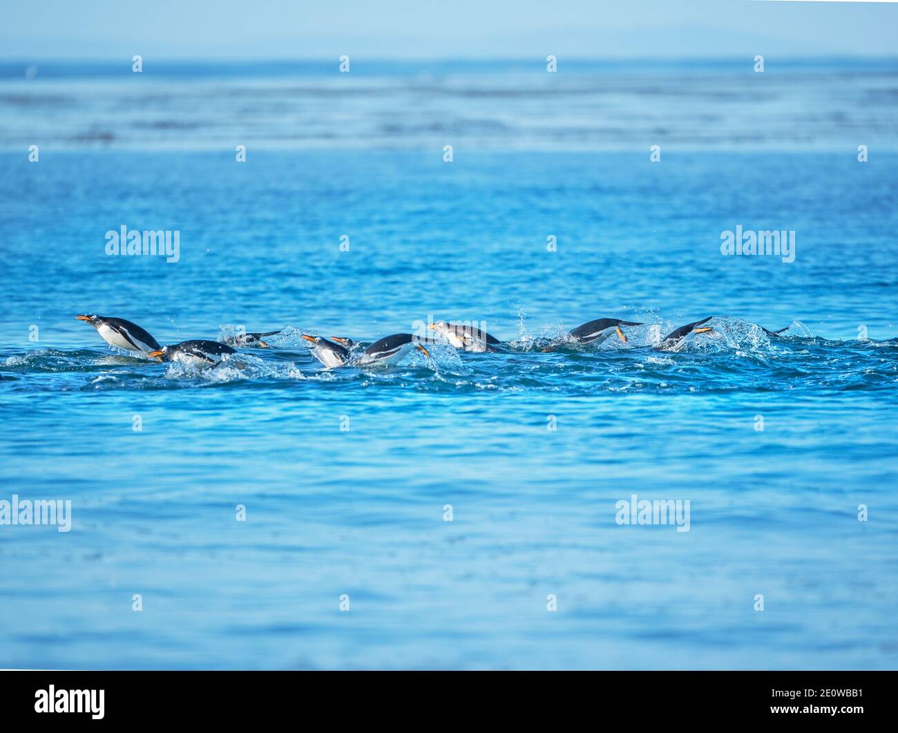 Gentoo penguins (Pygocelis papua papua) swimming, Sea Lion Island ...
