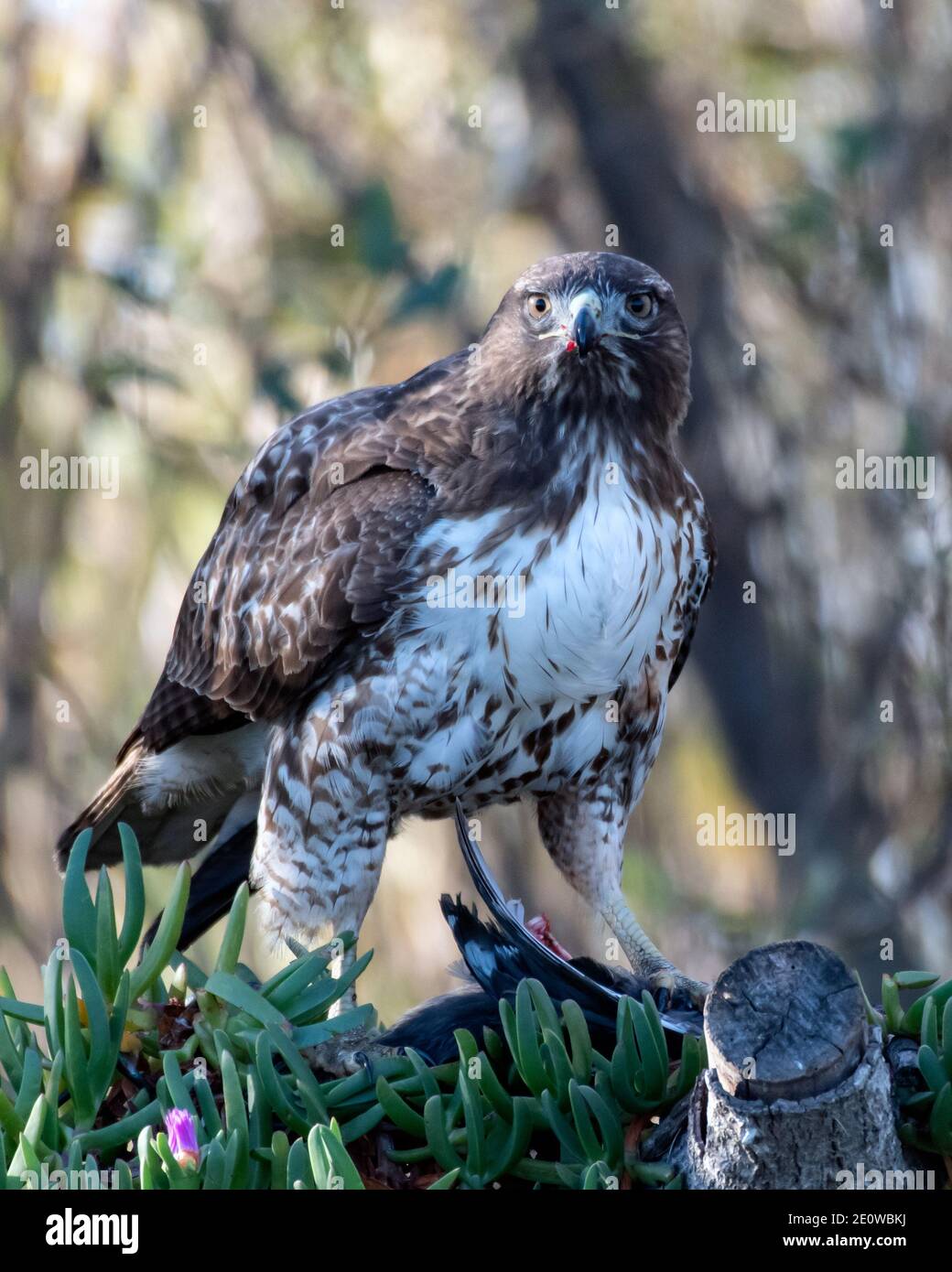 Bird of prey Coppers Hawk stands over his latest kill with alert eyes ...