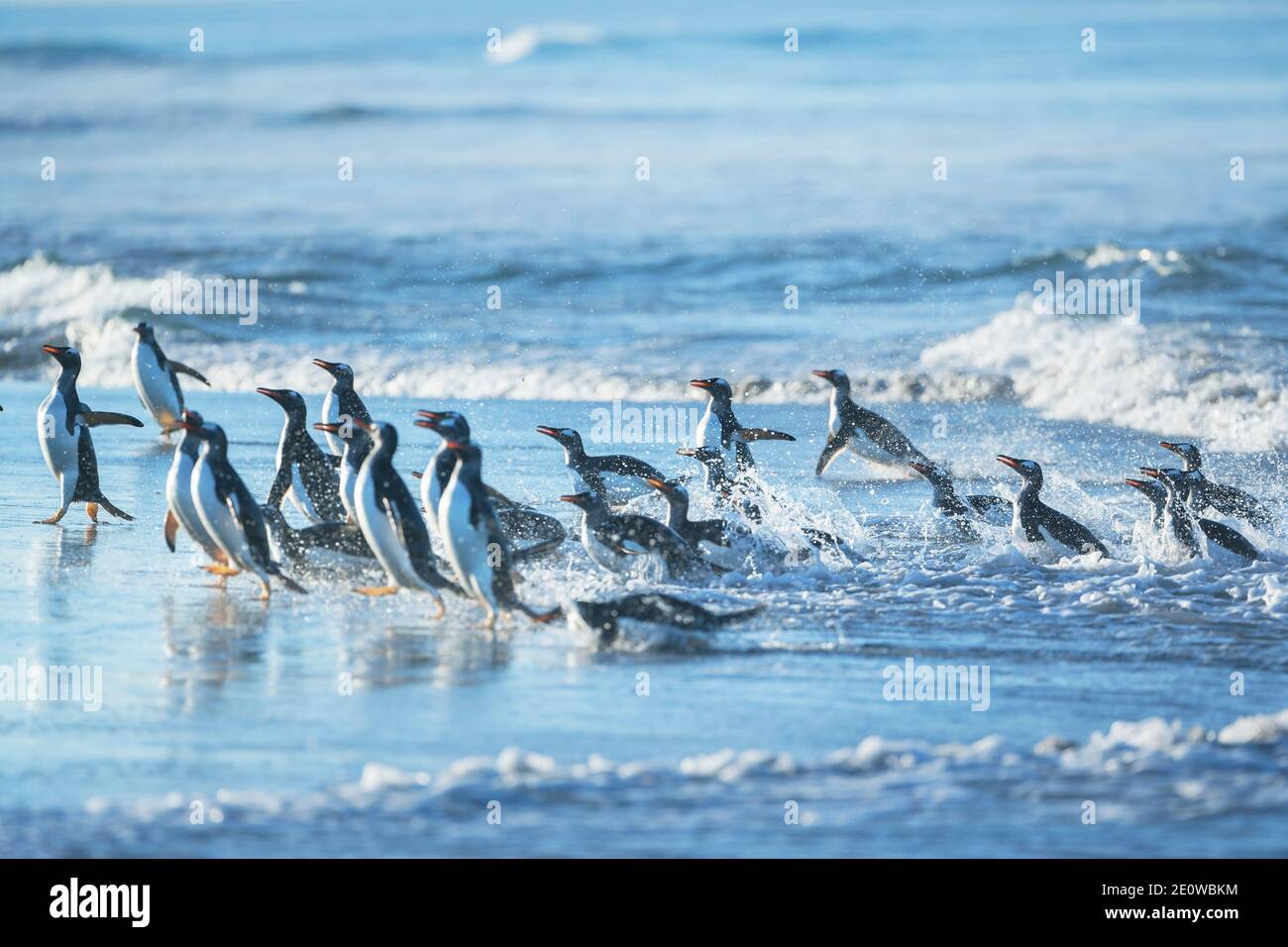 Gentoo Penguins (Pygocelis papua papua) walking on the beach, Sea Lion ...