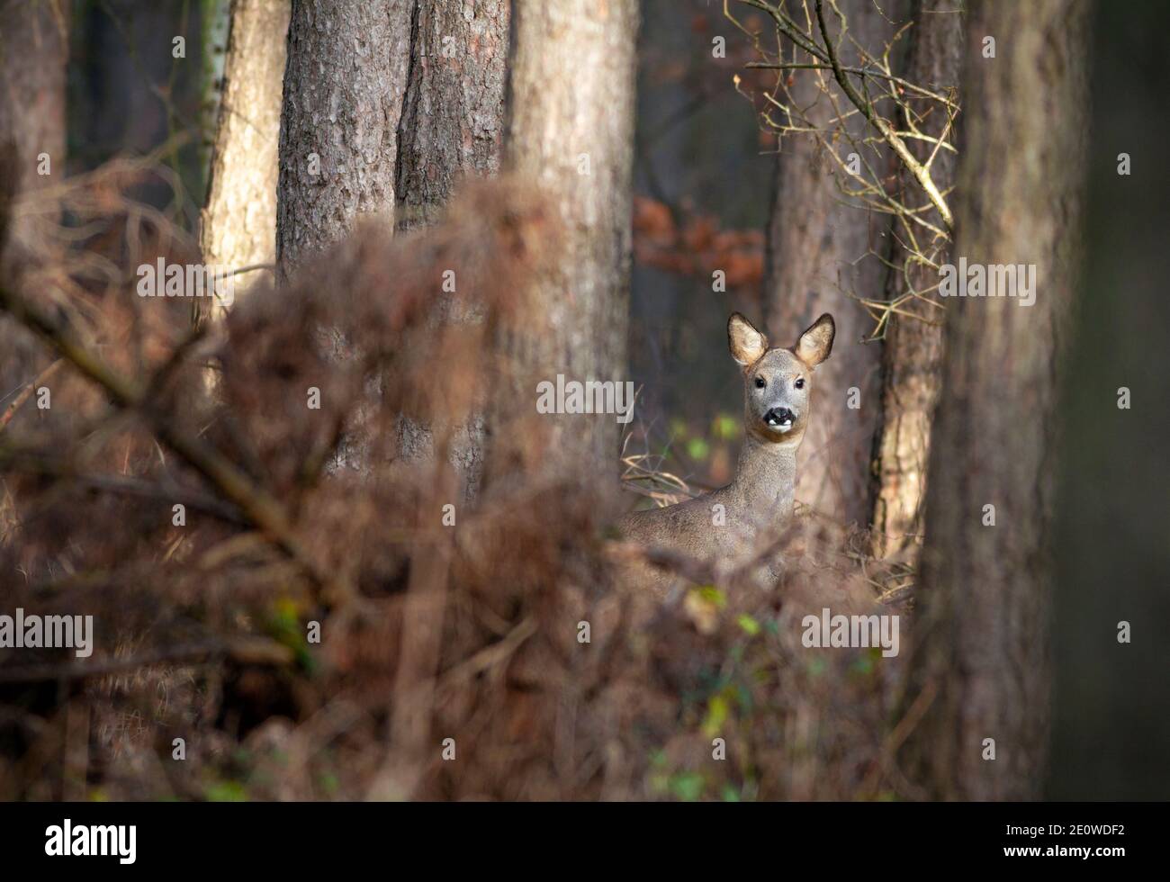 Roe trees hi-res stock photography and images - Alamy