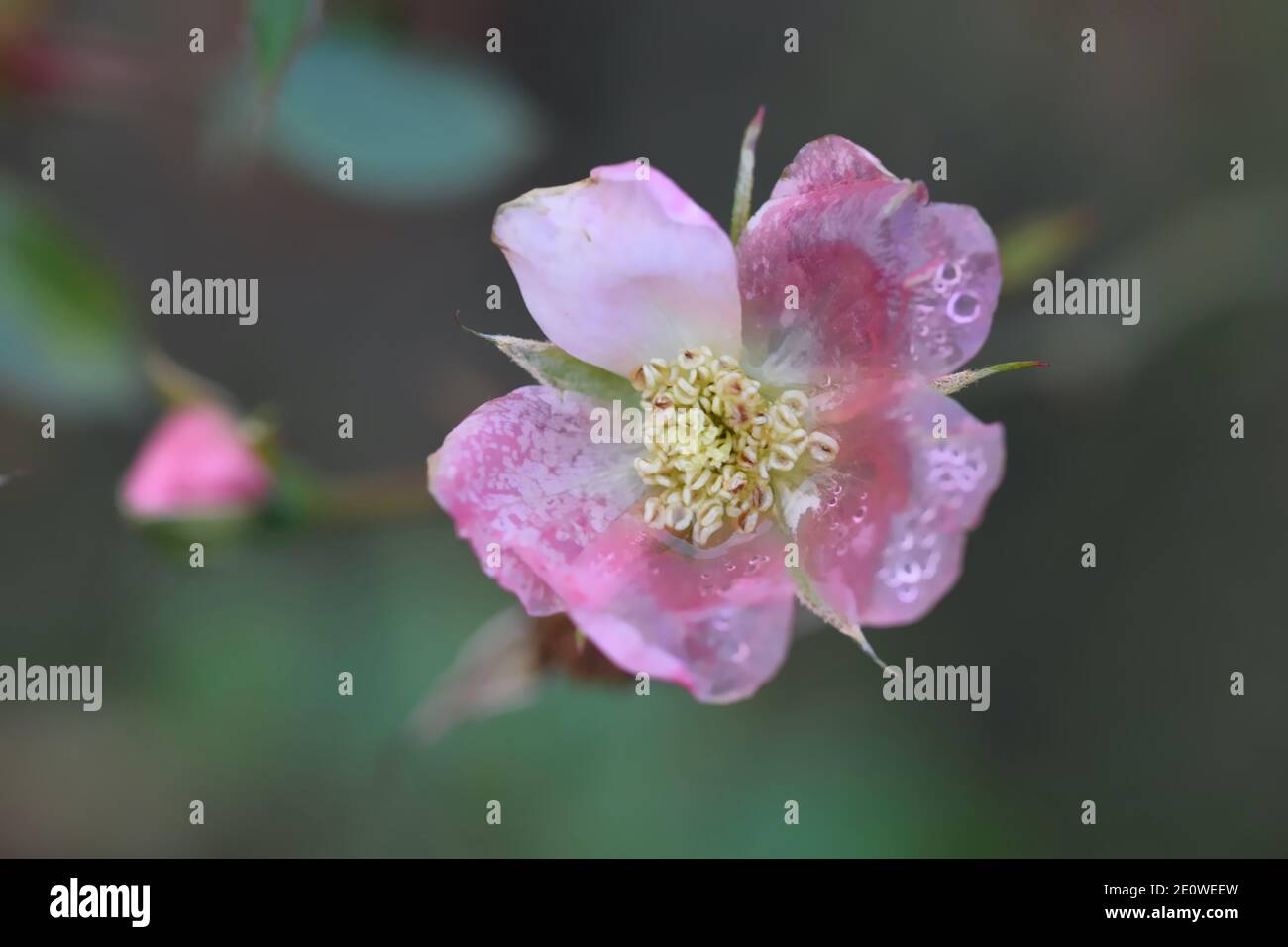 California wild rose is fragrant flowering shrub native to northwestern ...