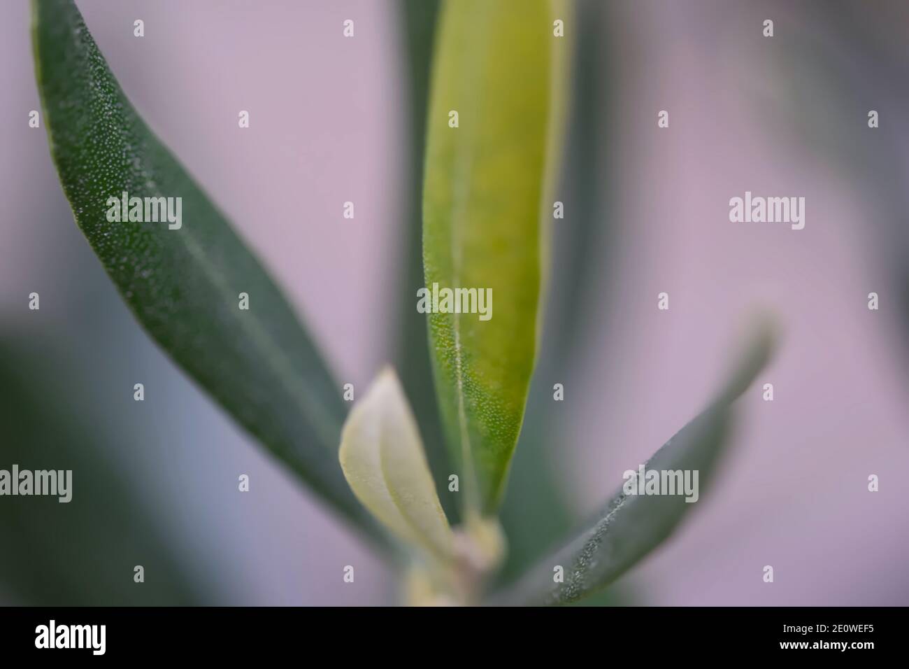 Olive tree ranges in height and has many branches Its leathery lance ...