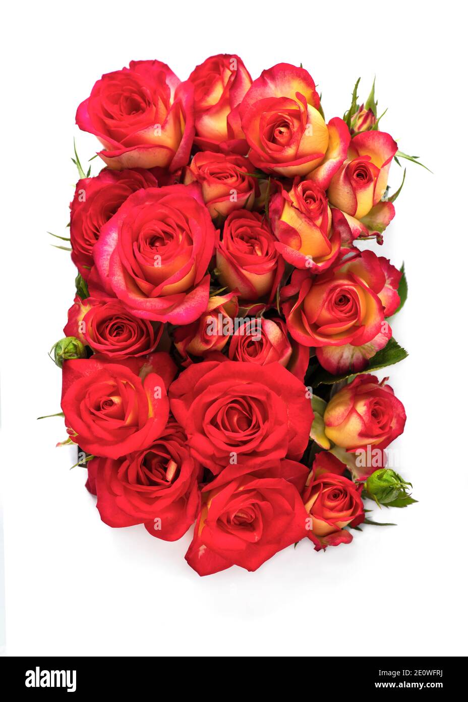 blooming red roses in a arrangement isolated on white background .Ideal ...