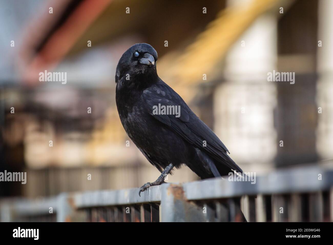 A handsome crow resting on a fence Stock Photo - Alamy