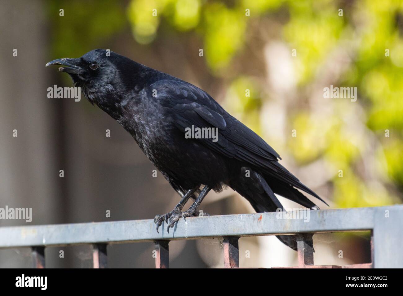 A handsome crow resting on a fence Stock Photo - Alamy