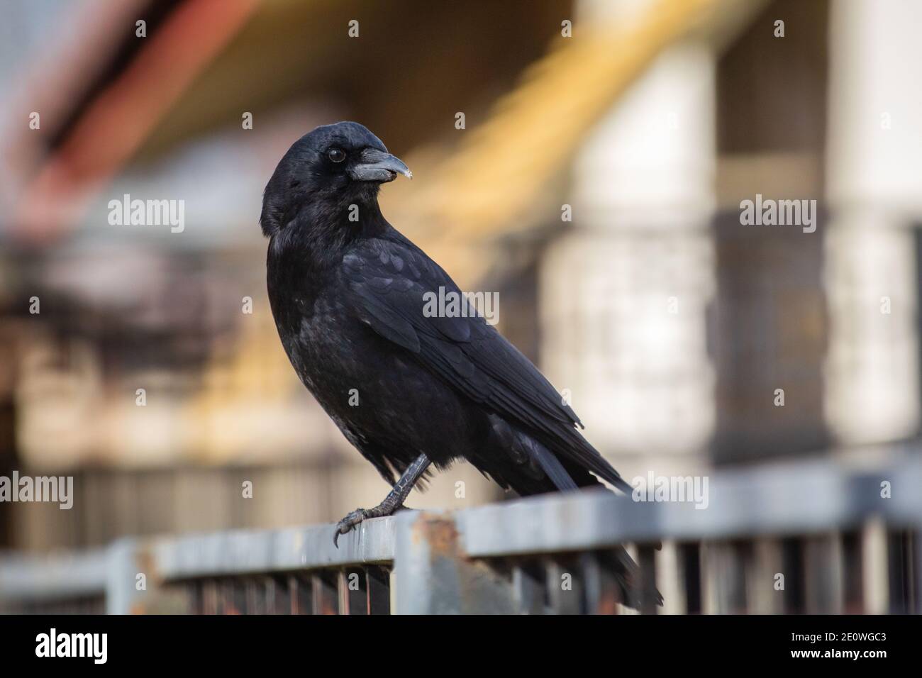 A handsome crow resting on a fence Stock Photo - Alamy