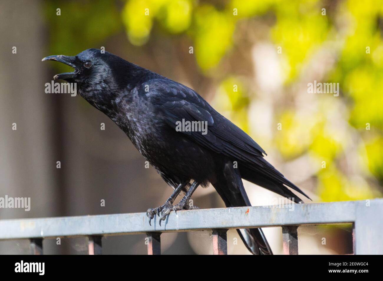 A handsome crow resting on a fence Stock Photo - Alamy