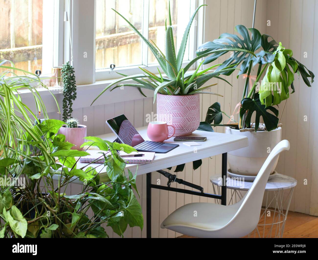 working from home office with pot plants in white room Stock Photo - Alamy