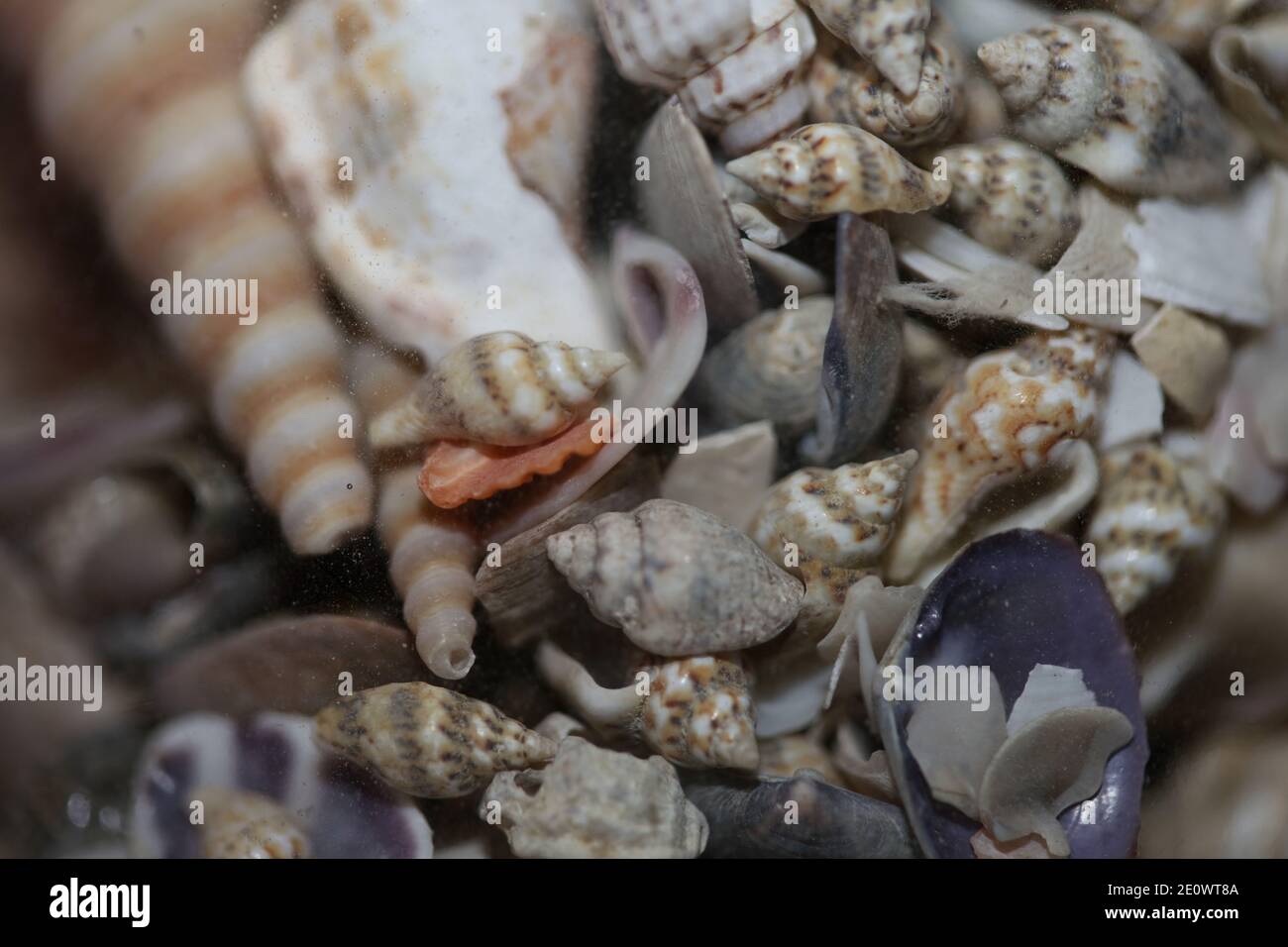 Caribbean beauty beach mood hi-res stock photography and images - Alamy
