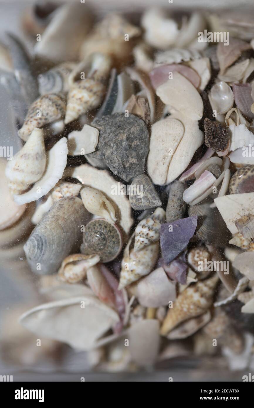 Beach shells close up summer mood modern background high quality prints ...