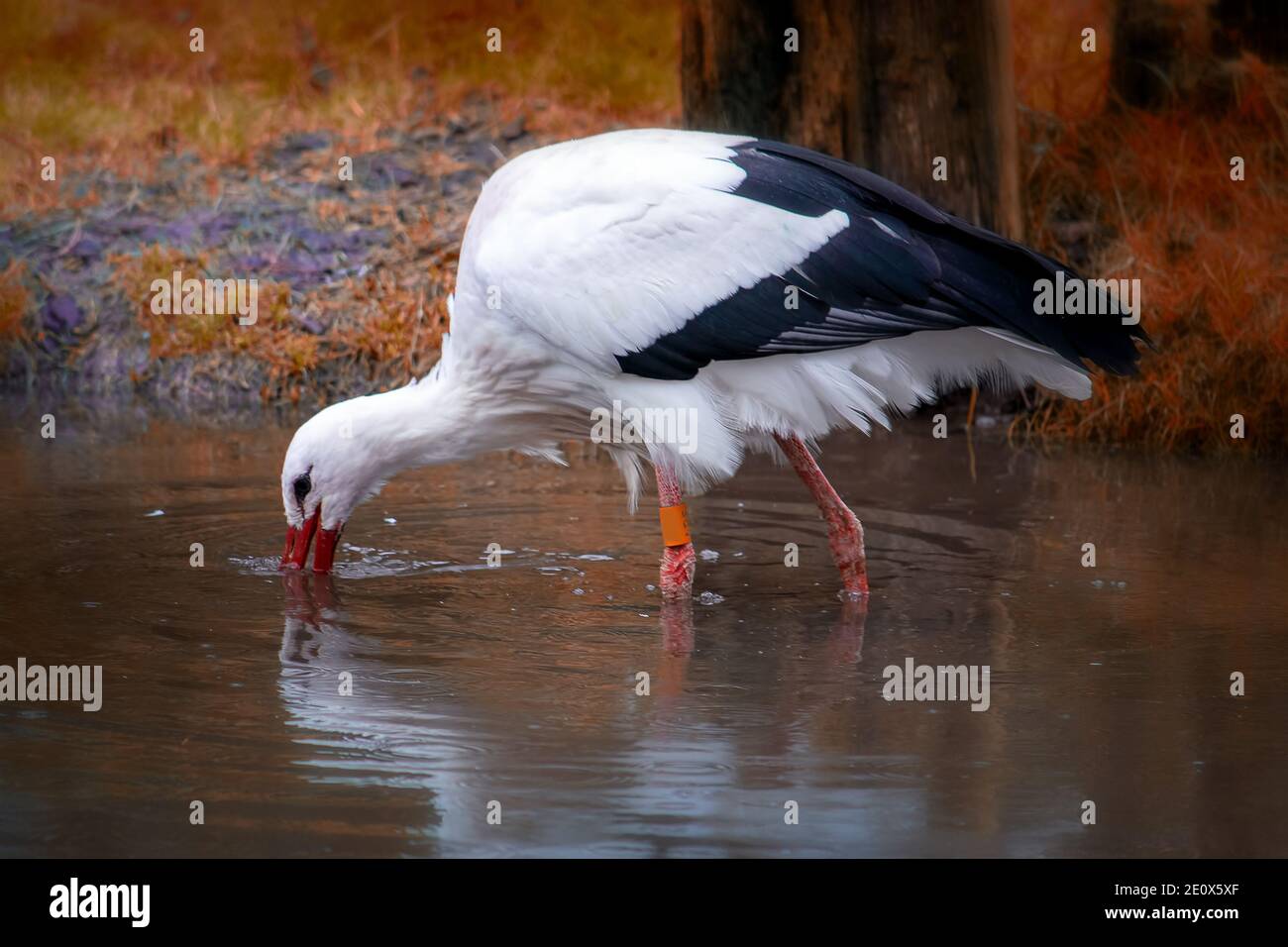 White stork hunting in the water Stock Photo - Alamy