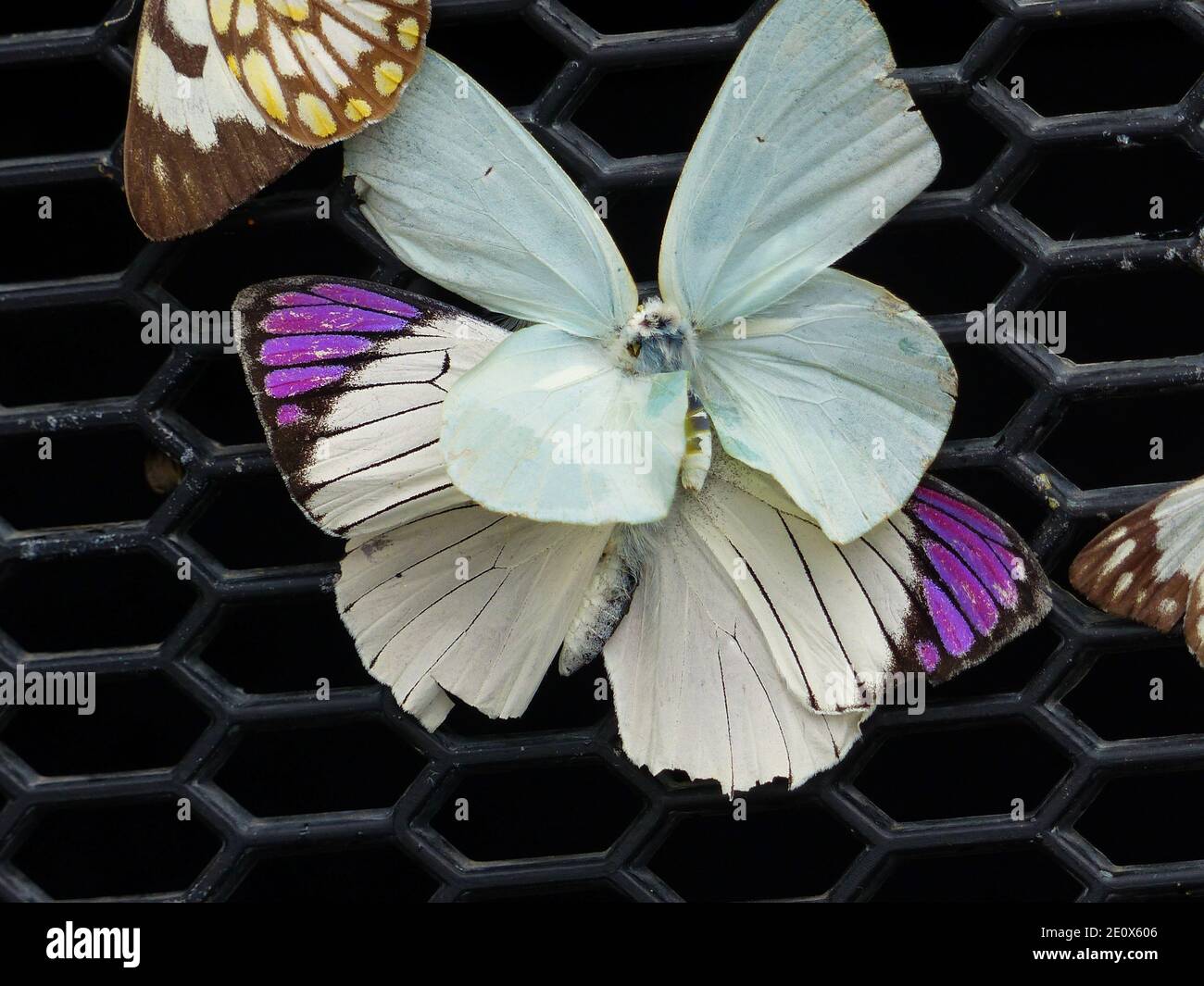 Various Butterflies, Africa Stock Photo - Alamy