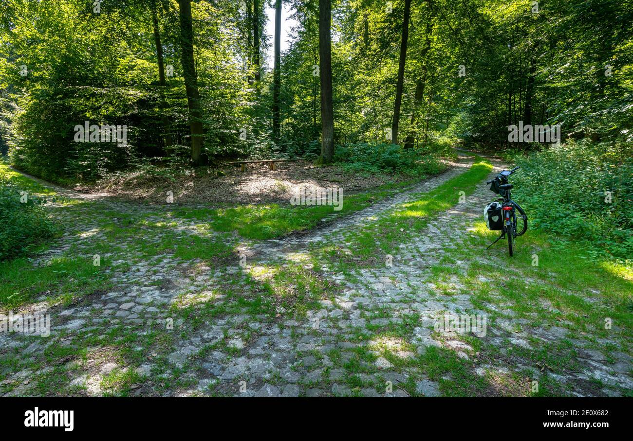 Cycling Through The Forest Stock Photo - Alamy