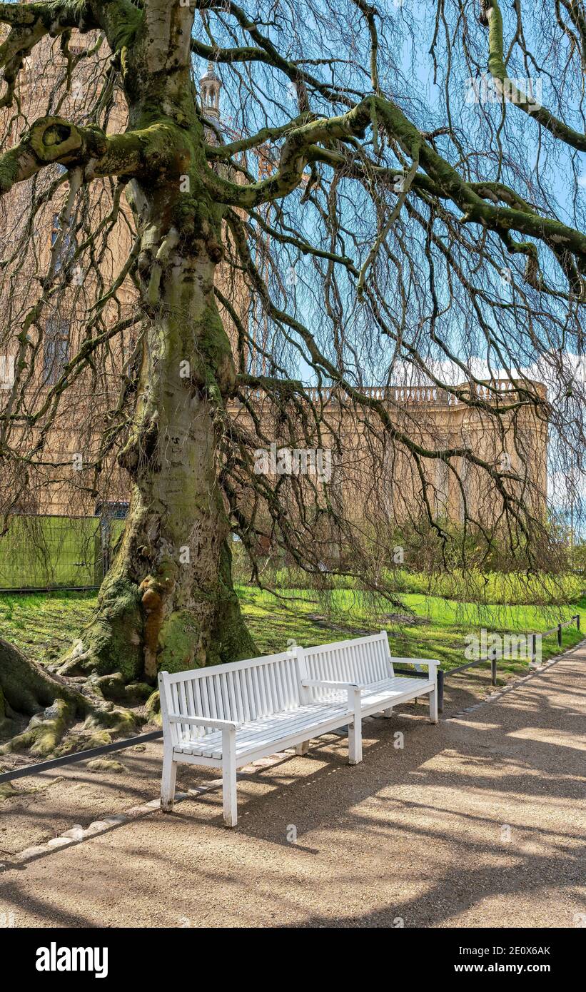 Wooden bench under oak tree hi-res stock photography and images - Alamy