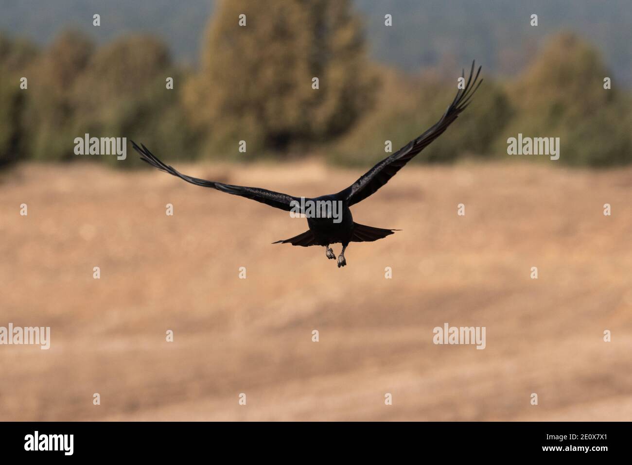 Flying crow hi-res stock photography and images - Alamy