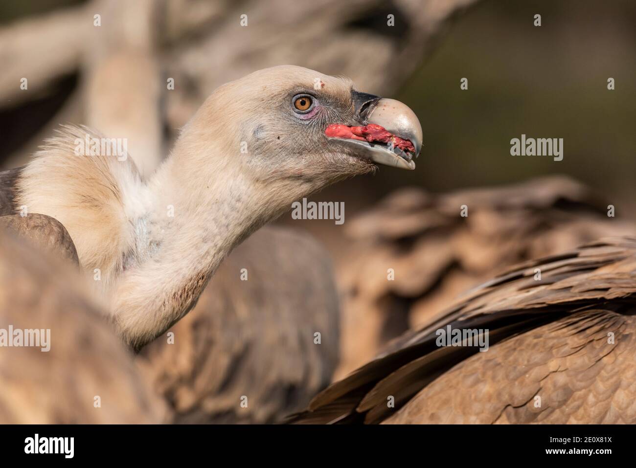 griffon vulture eating carrion Stock Photo - Alamy