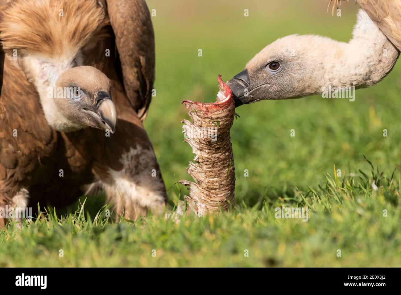 griffon vulture eating carrion Stock Photo - Alamy
