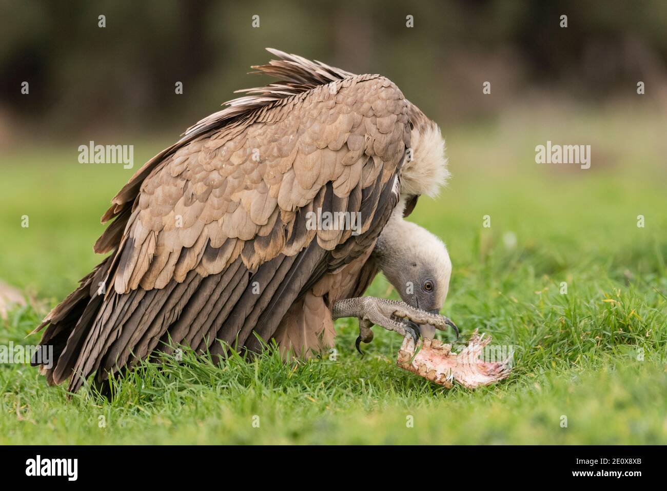 Carrion eating raptor hi-res stock photography and images - Alamy