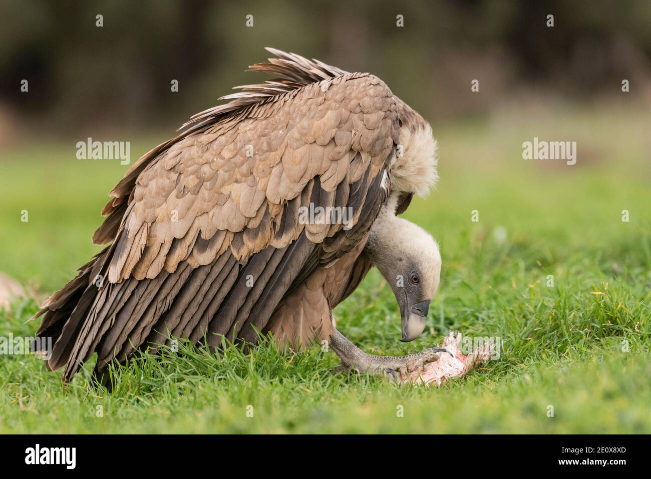 griffon vulture eating carrion Stock Photo - Alamy
