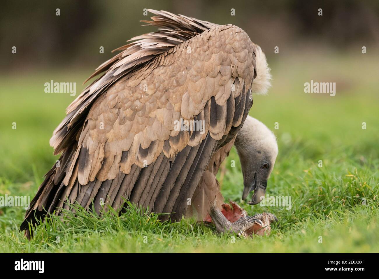 White vultures eating meat hi-res stock photography and images - Alamy