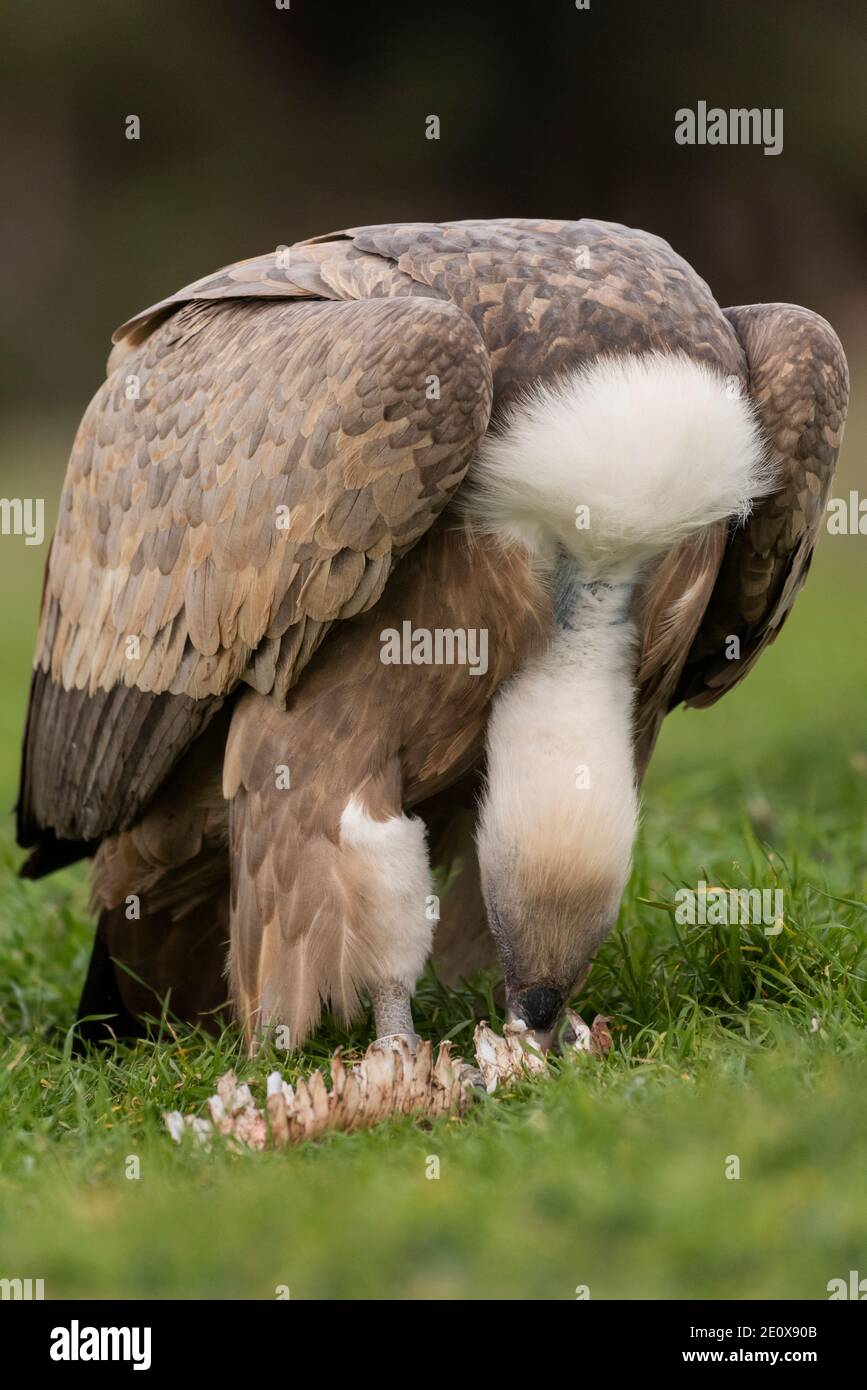 White vultures eating meat hi-res stock photography and images - Alamy