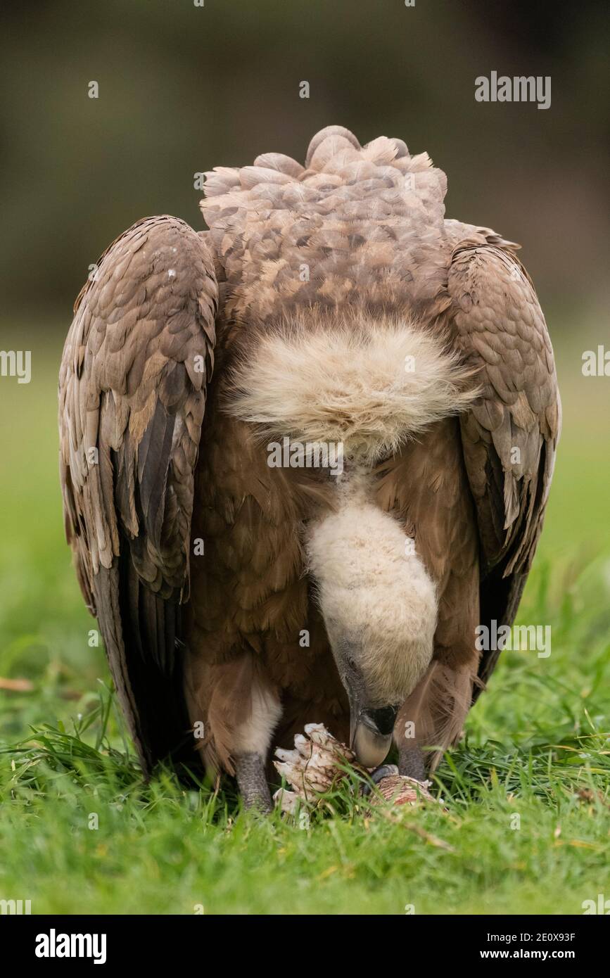 Vulture Bird Eating Carrion High Resolution Stock Photography and ...