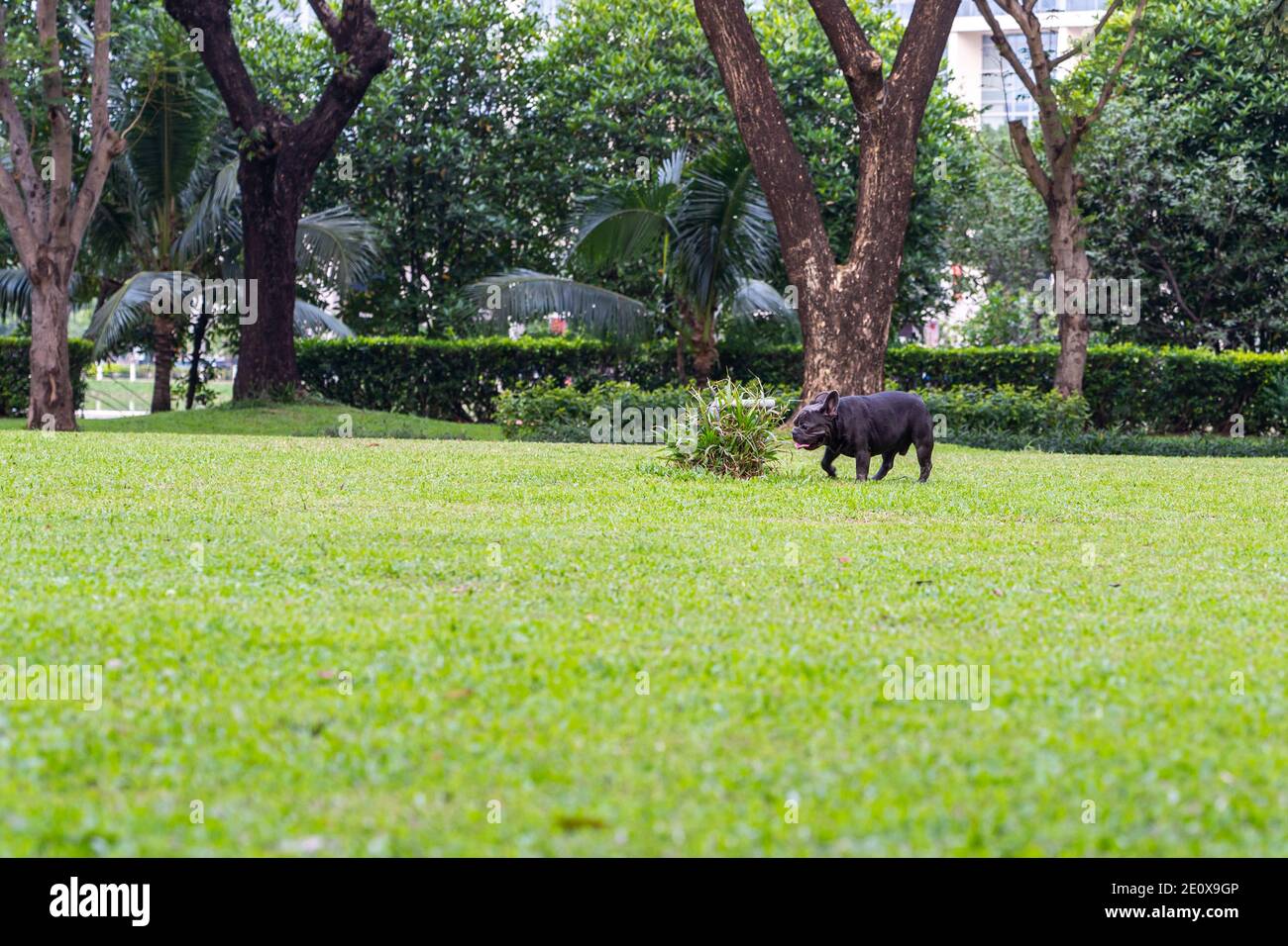 Large green grass lawn at beautiful park for pets and people Stock ...