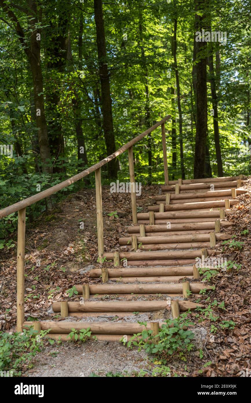 Massive Forest Stairs With Wooden Steps - Staircase In The Forest Path ...