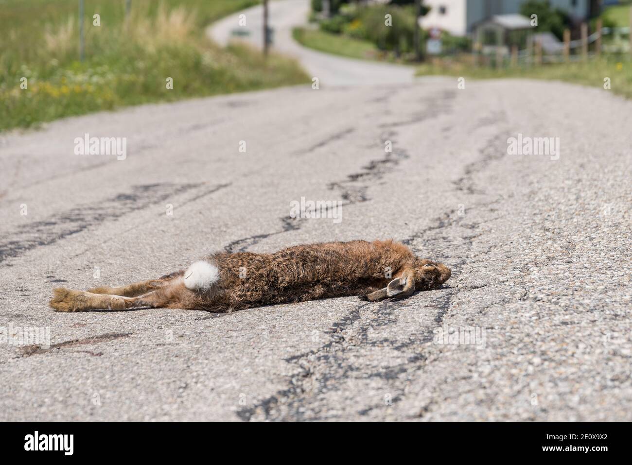 Injured rabbit hi-res stock photography and images - Alamy