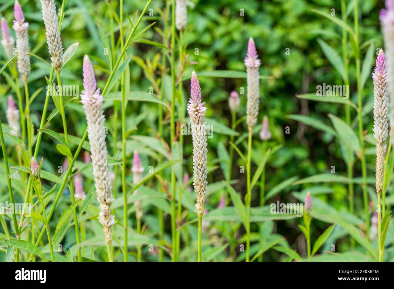 Close-up of Celosia argentea flower blossoming in the vegetable field ...