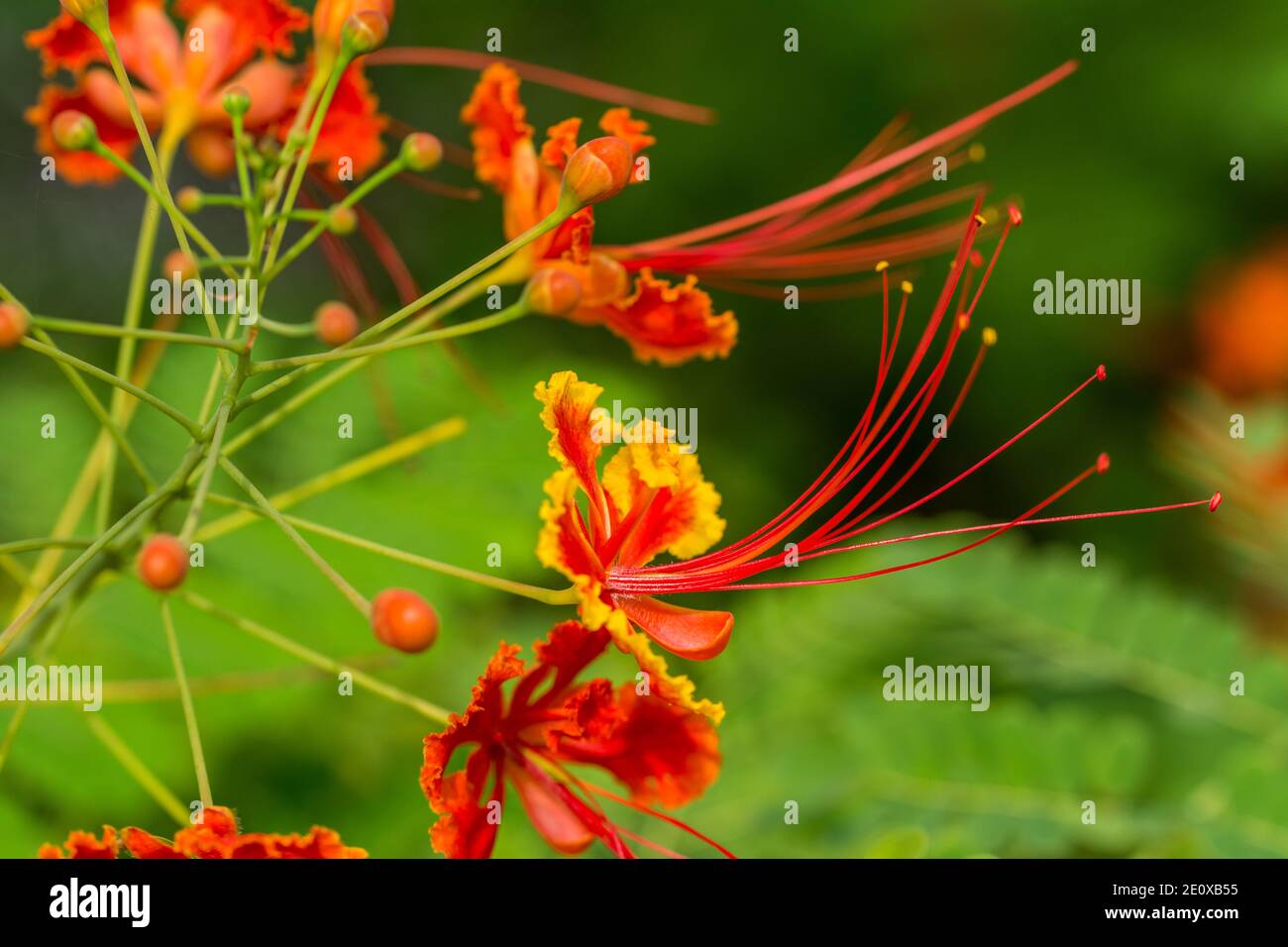 Red flamboyan hi-res stock photography and images - Alamy