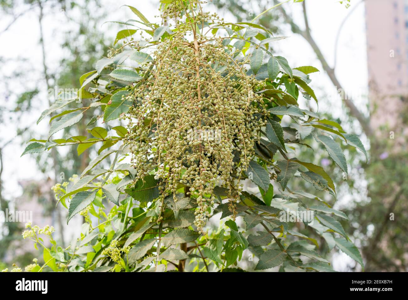 Nutgall hi-res stock photography and images - Alamy