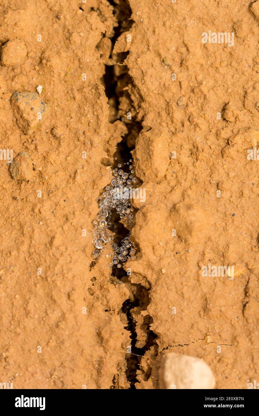 Cricket eggs hi-res stock photography and images - Alamy