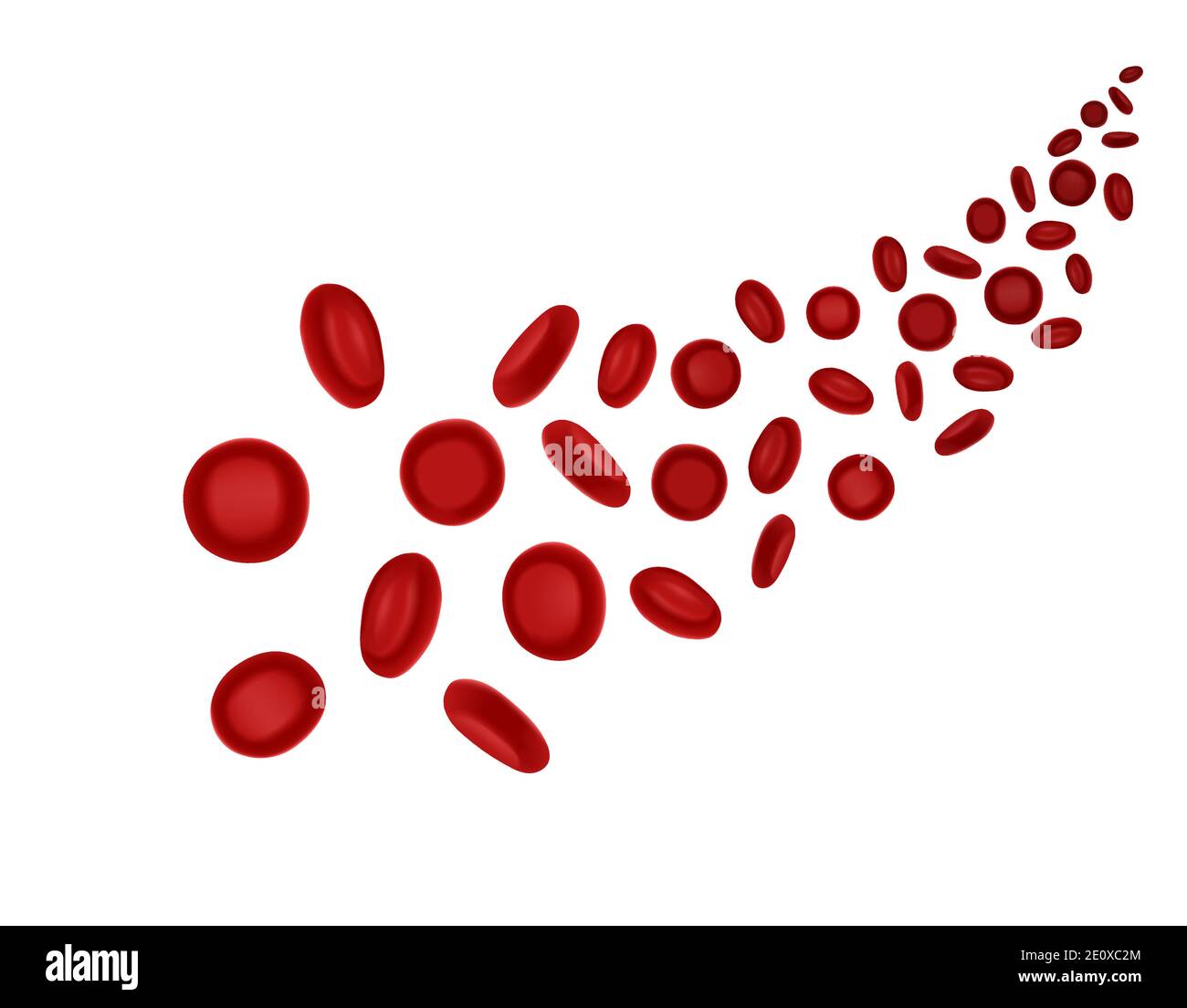 Red blood cells, oxygen transportation in body. Vector. Biology anatomy ...