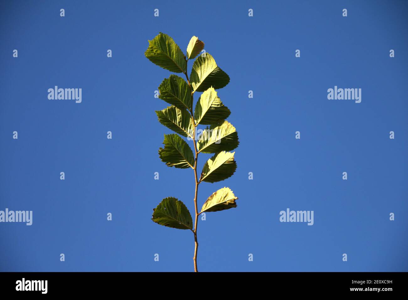 Growing career hi-res stock photography and images - Alamy