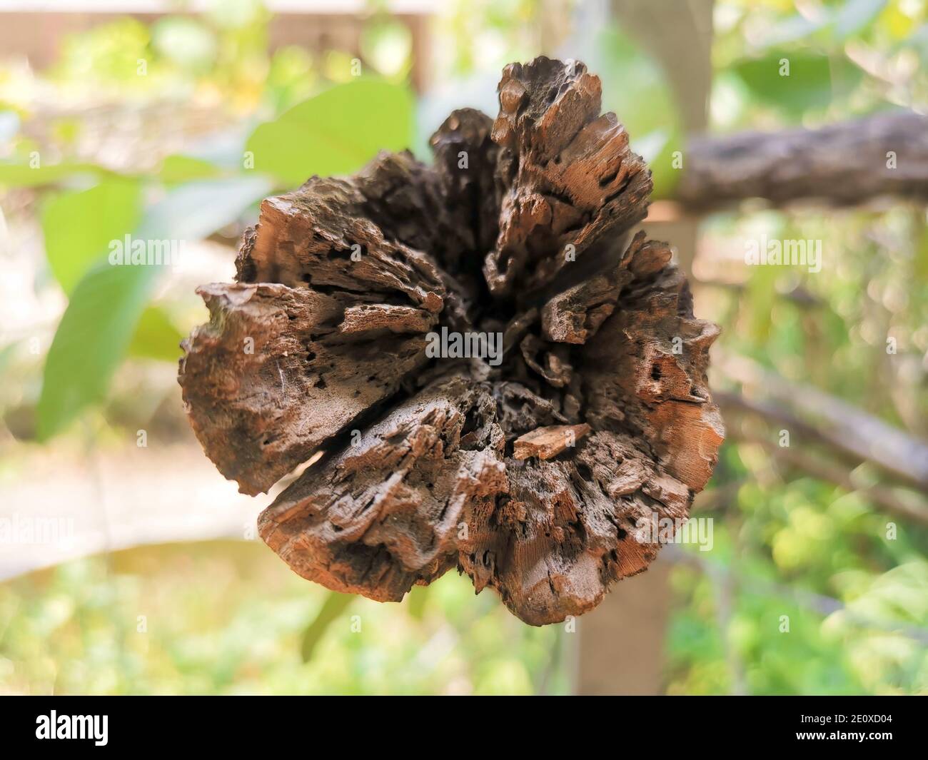 Decayed tree branch hi-res stock photography and images - Alamy
