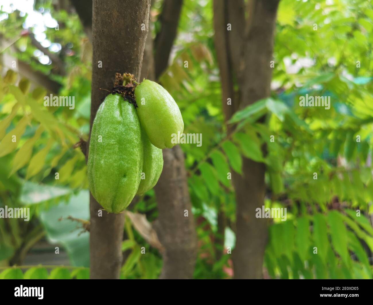 Taling Pling (bilimbi), a green citrus fruit on a branch in the garden ...