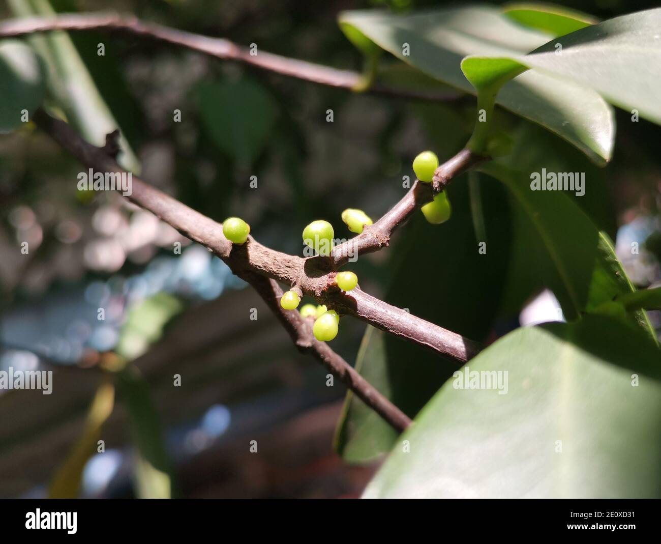 Cute little green buds, The unbloomed Madan flowers Stock Photo - Alamy