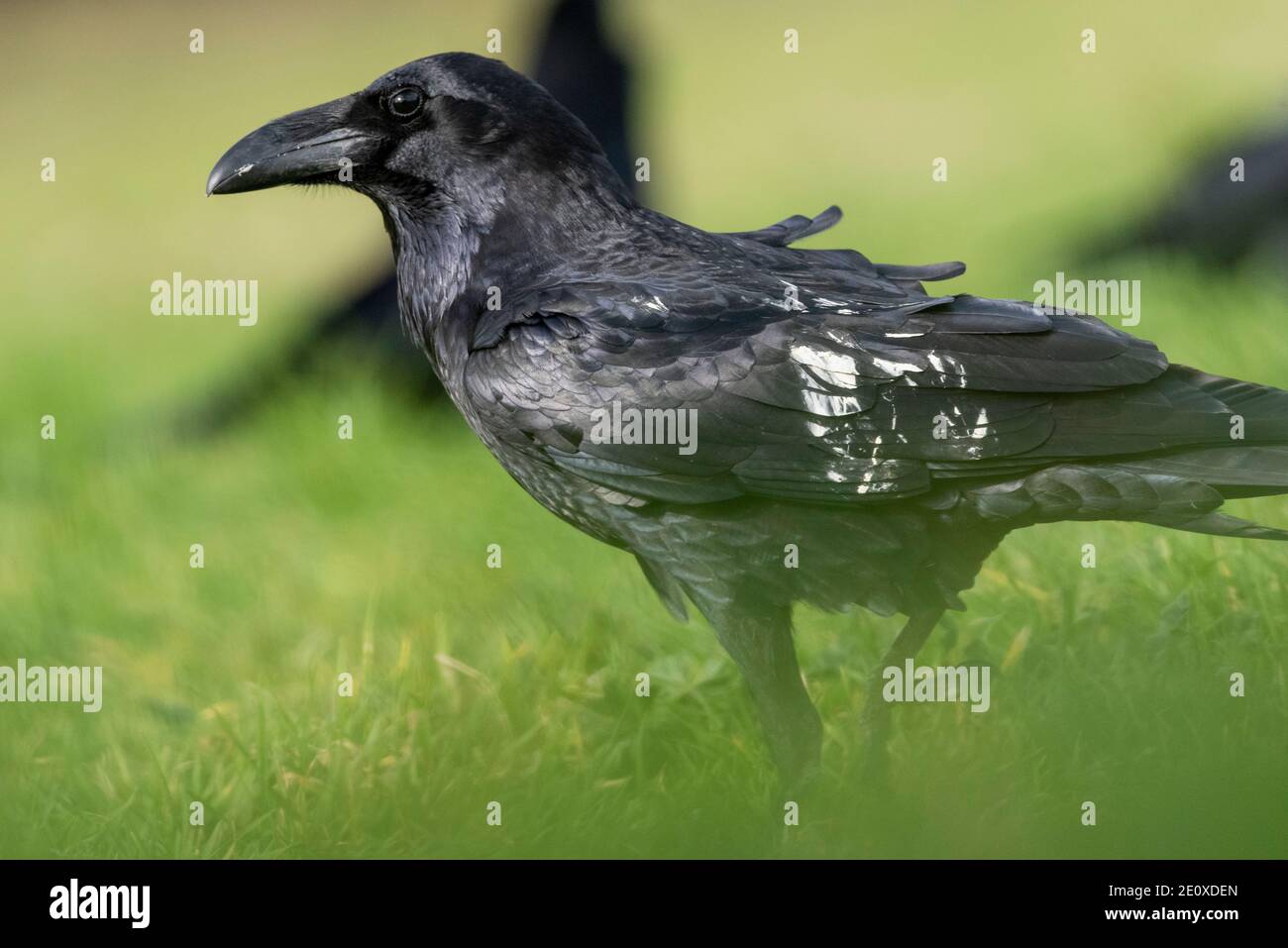 Raven ornithology hi-res stock photography and images - Alamy