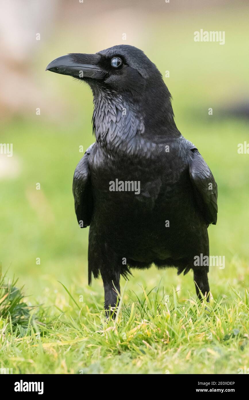 raven perched black bird corvus corax Stock Photo - Alamy